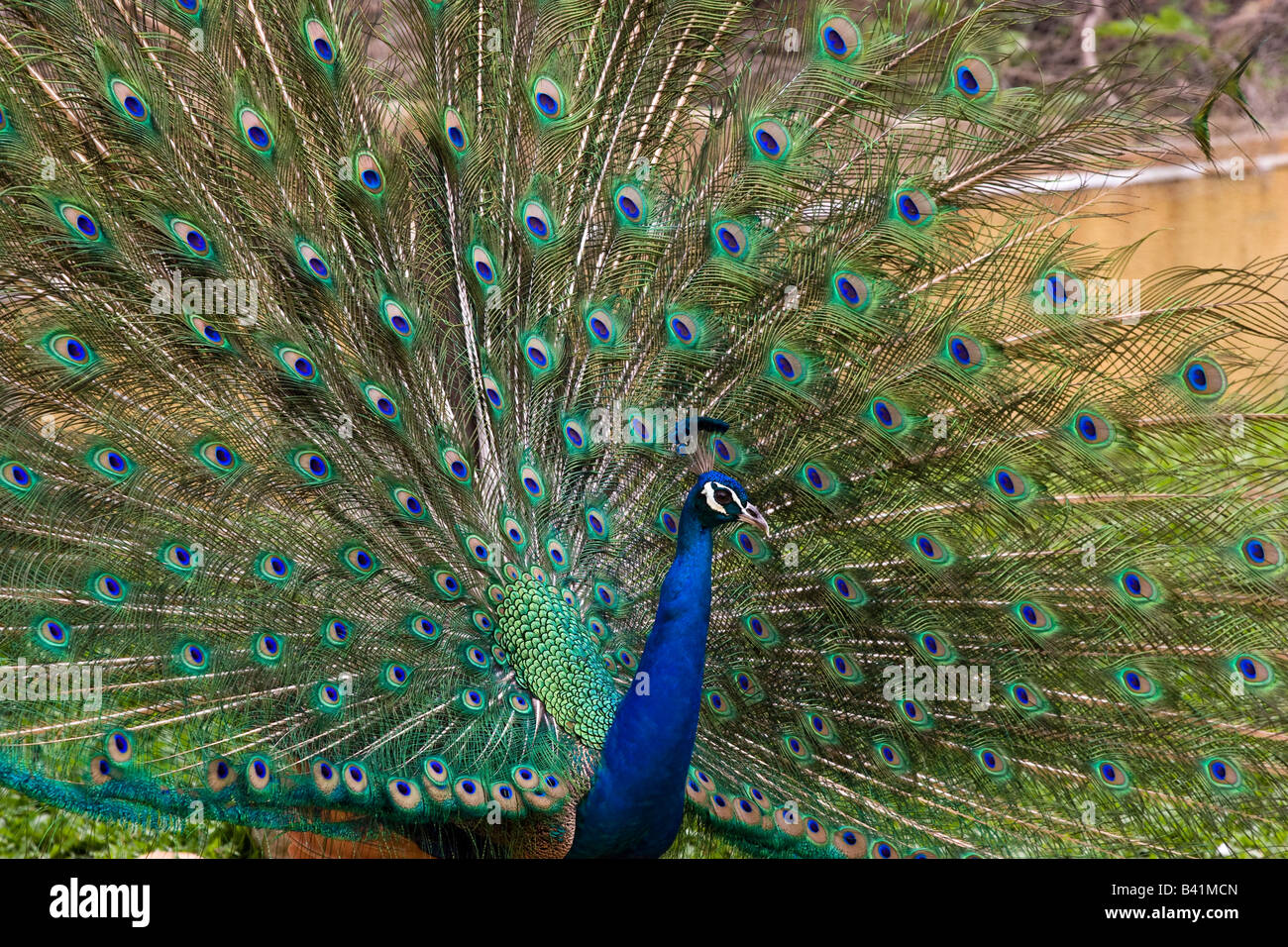 Roc bird hi-res stock photography and images - Alamy