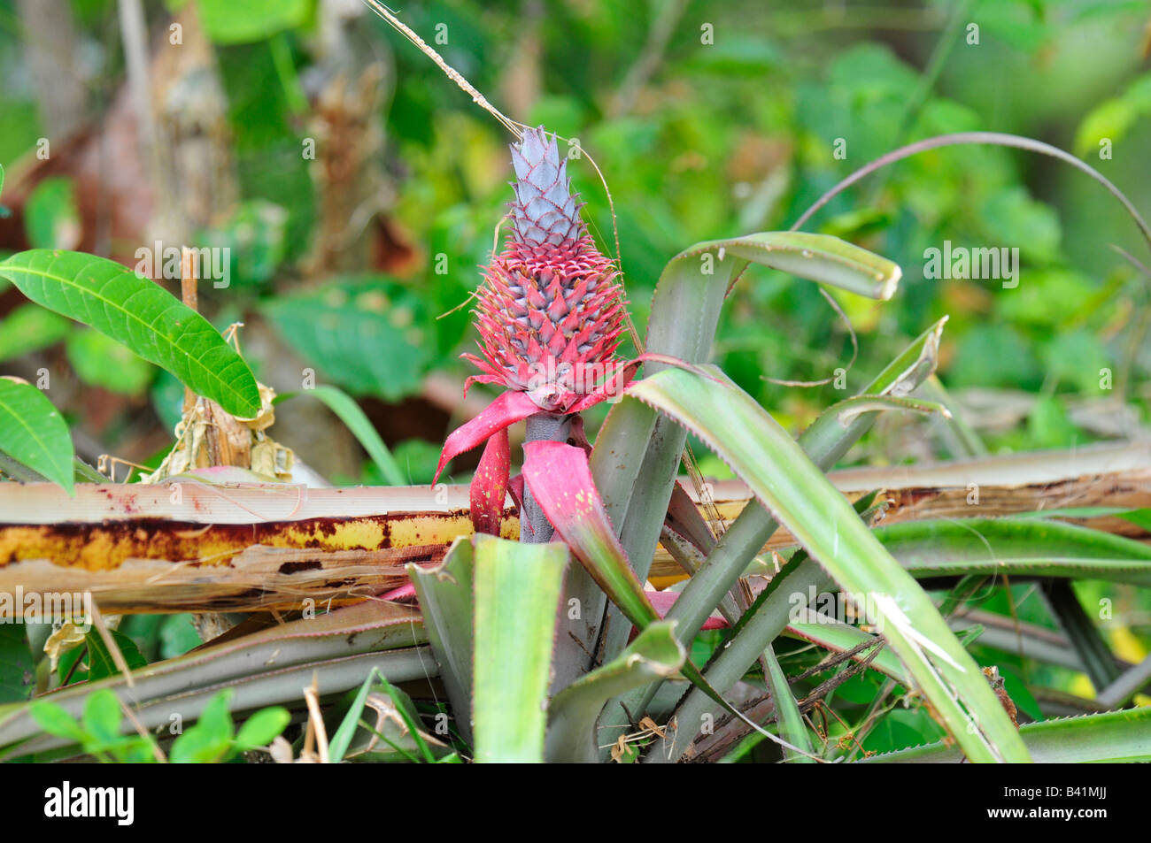 wild plant, sawan , bali Stock Photo - Alamy