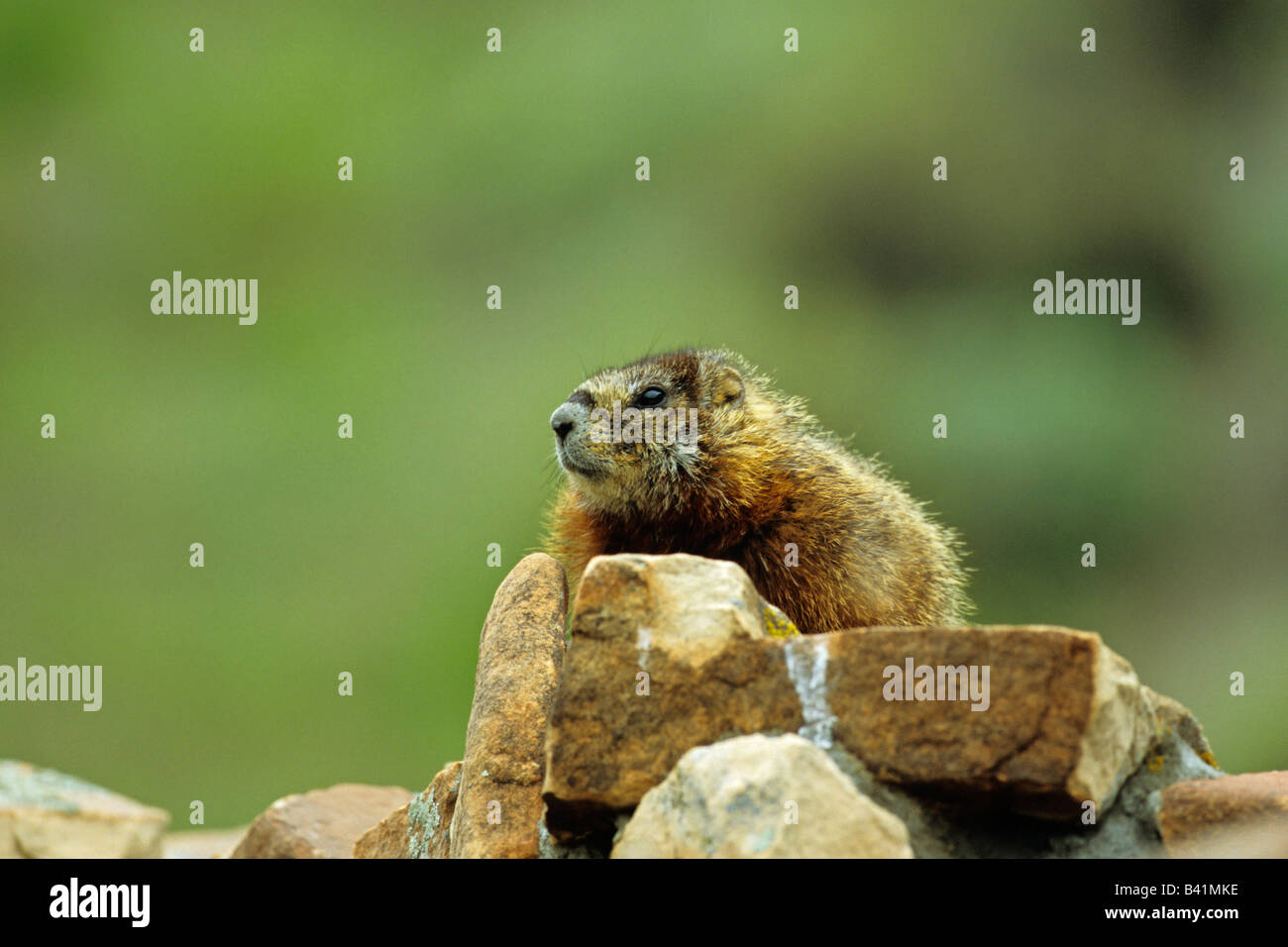 Yellow Bellied Marmot Marmota flaviventris young sitting on a rock ...