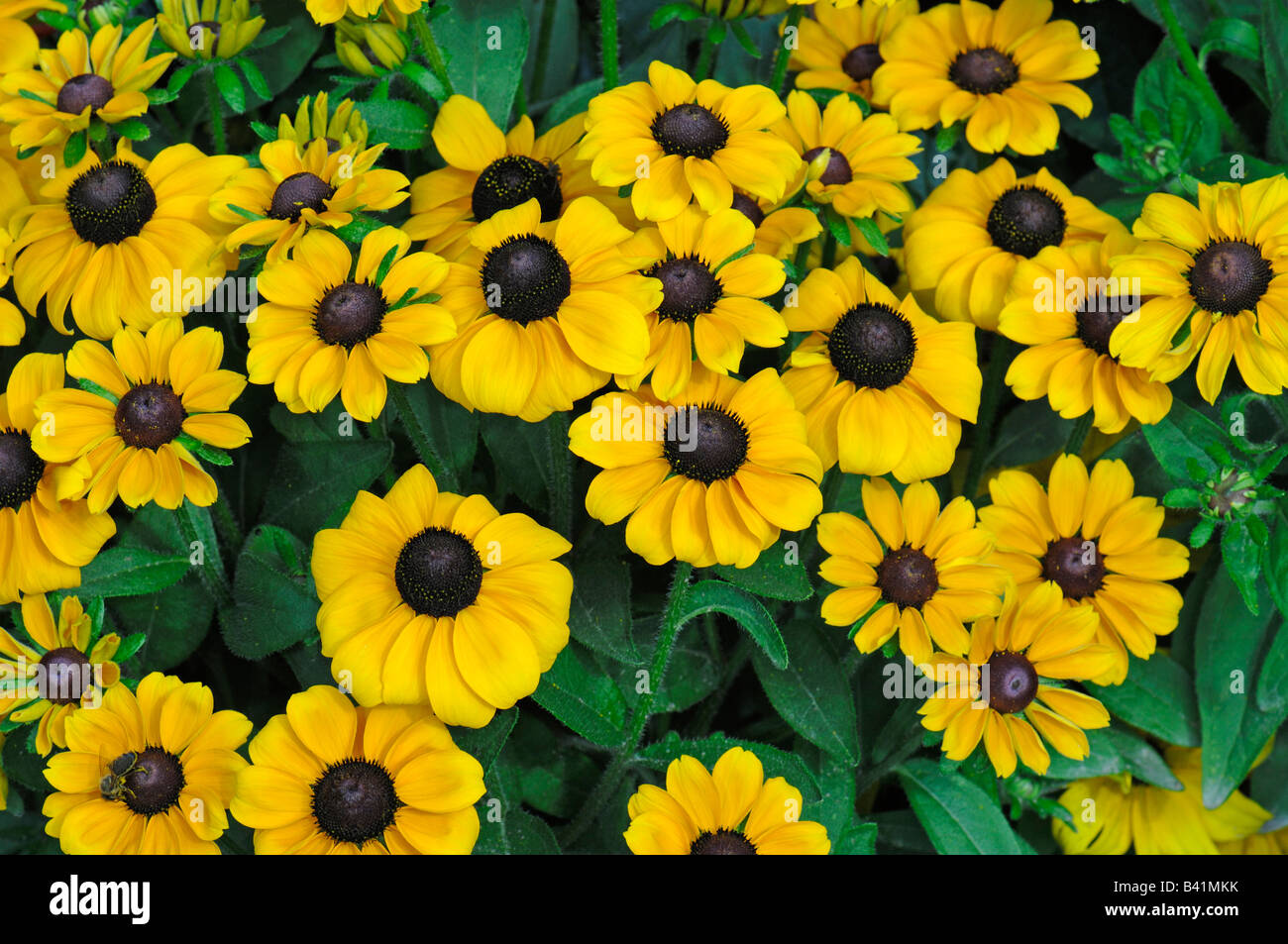 Creeping Zinnia (Sanvitalia speciosa), variety: Tequila, flowers Stock ...