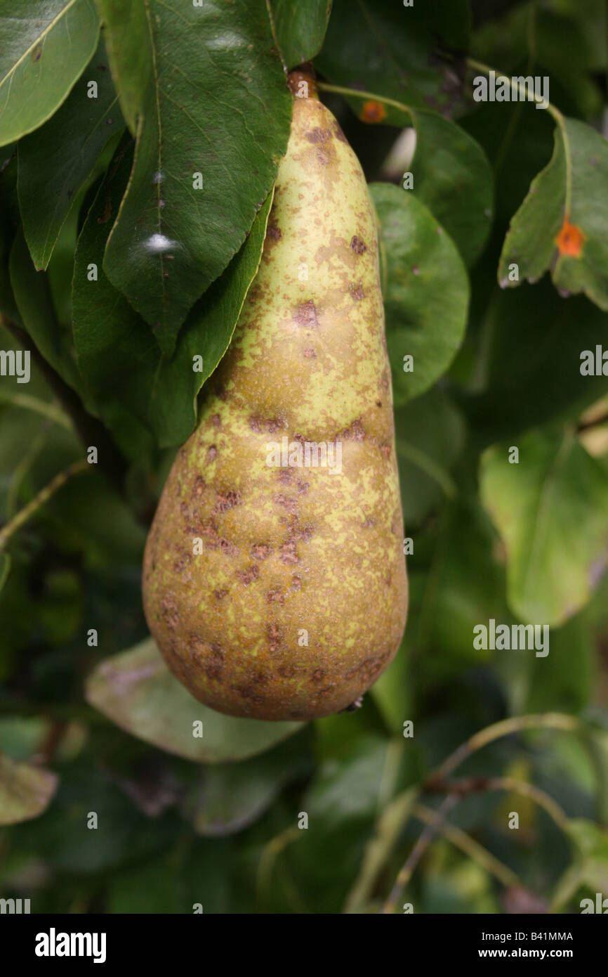 Pear scab hi-res stock photography and images - Alamy