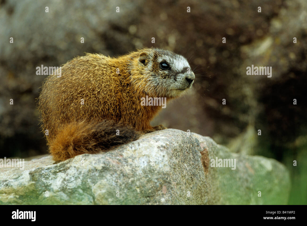 Yellow Bellied Marmot Marmota flaviventris young sitting on a rock with ...
