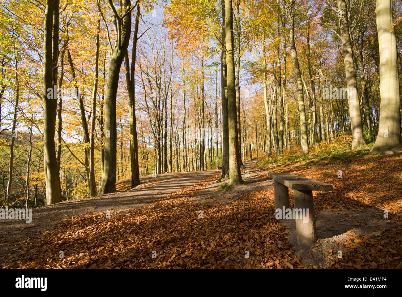 British woods in Autumn Derbyshire England Stock Photo - Alamy