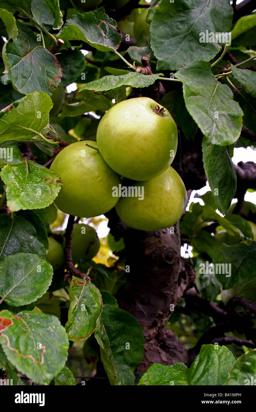 ENGLISH BRAMLEY'S SEEDLING COOKING APPLES ON THE TREE Stock Photo - Alamy