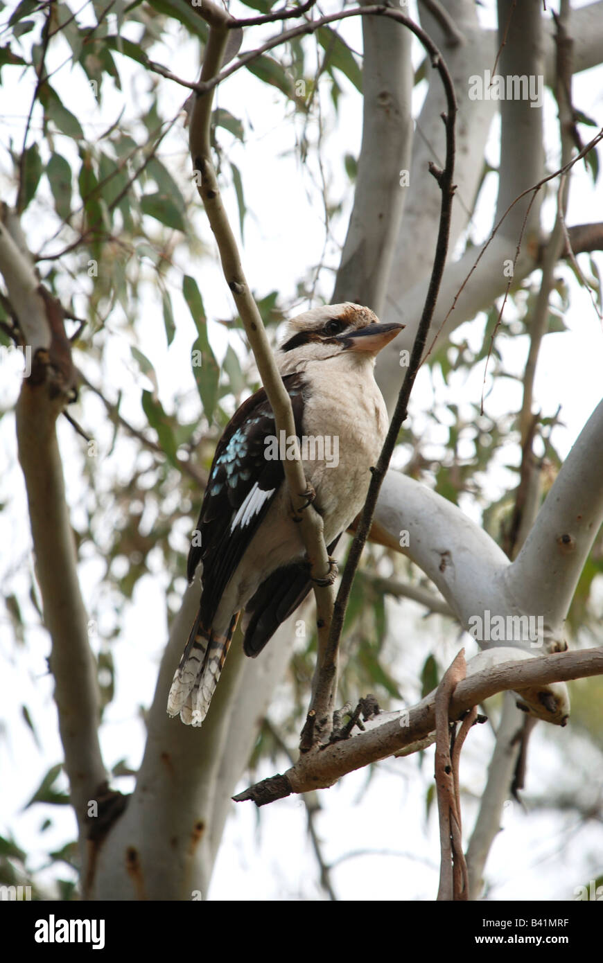 A Kookaburra in a tree Stock Photo - Alamy