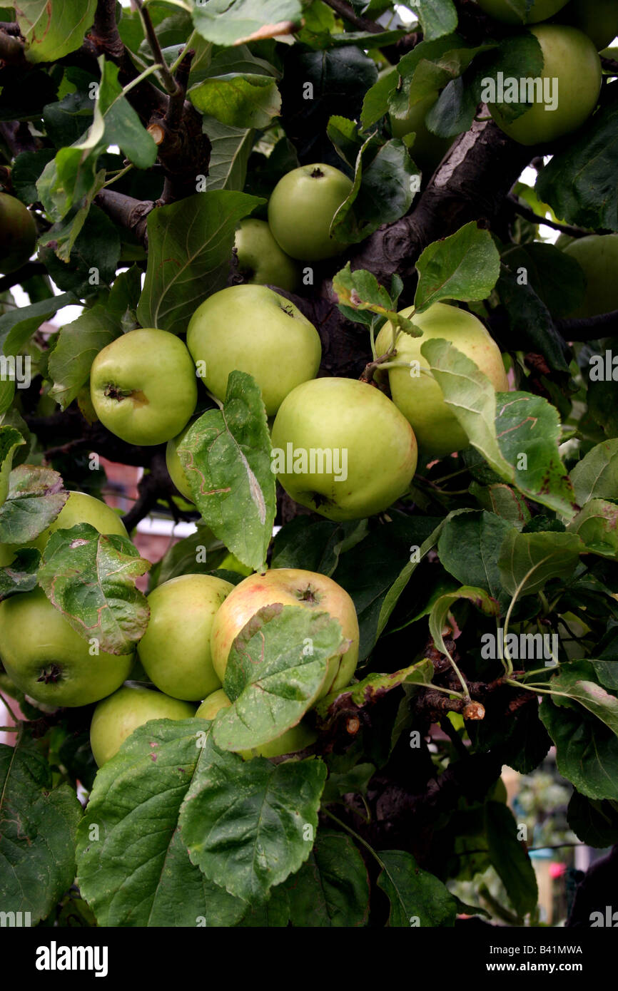 ENGLISH BRAMLEY'S SEEDLING COOKING APPLES ON THE TREE Stock Photo - Alamy
