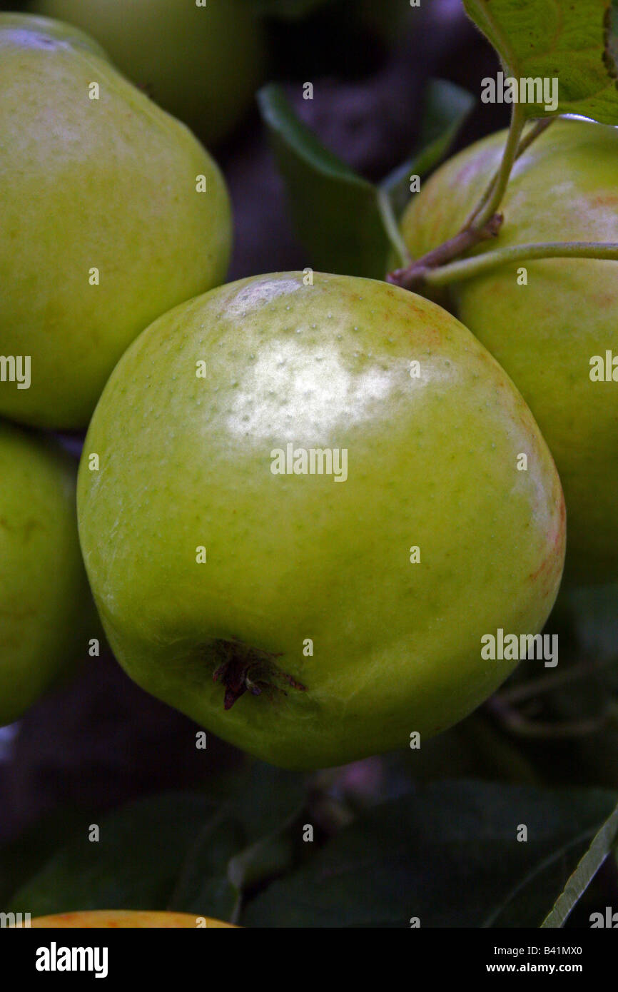 ENGLISH BRAMLEY'S SEEDLING COOKING APPLES ON THE TREE Stock Photo - Alamy