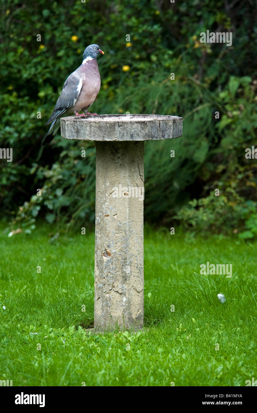 A wood pigeon on a concrete bird bath in the garden in Harrow near ...