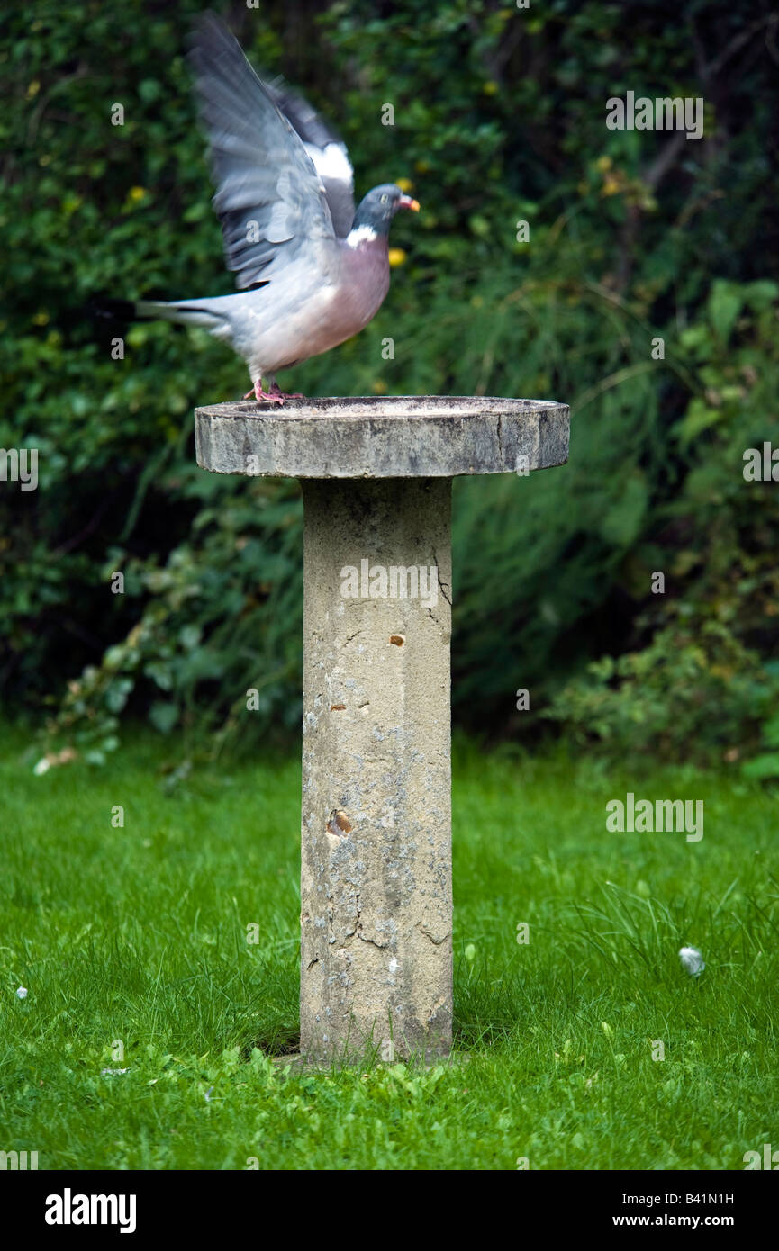 A wood pigeon on a concrete bird bath in the garden flapping its wings ...