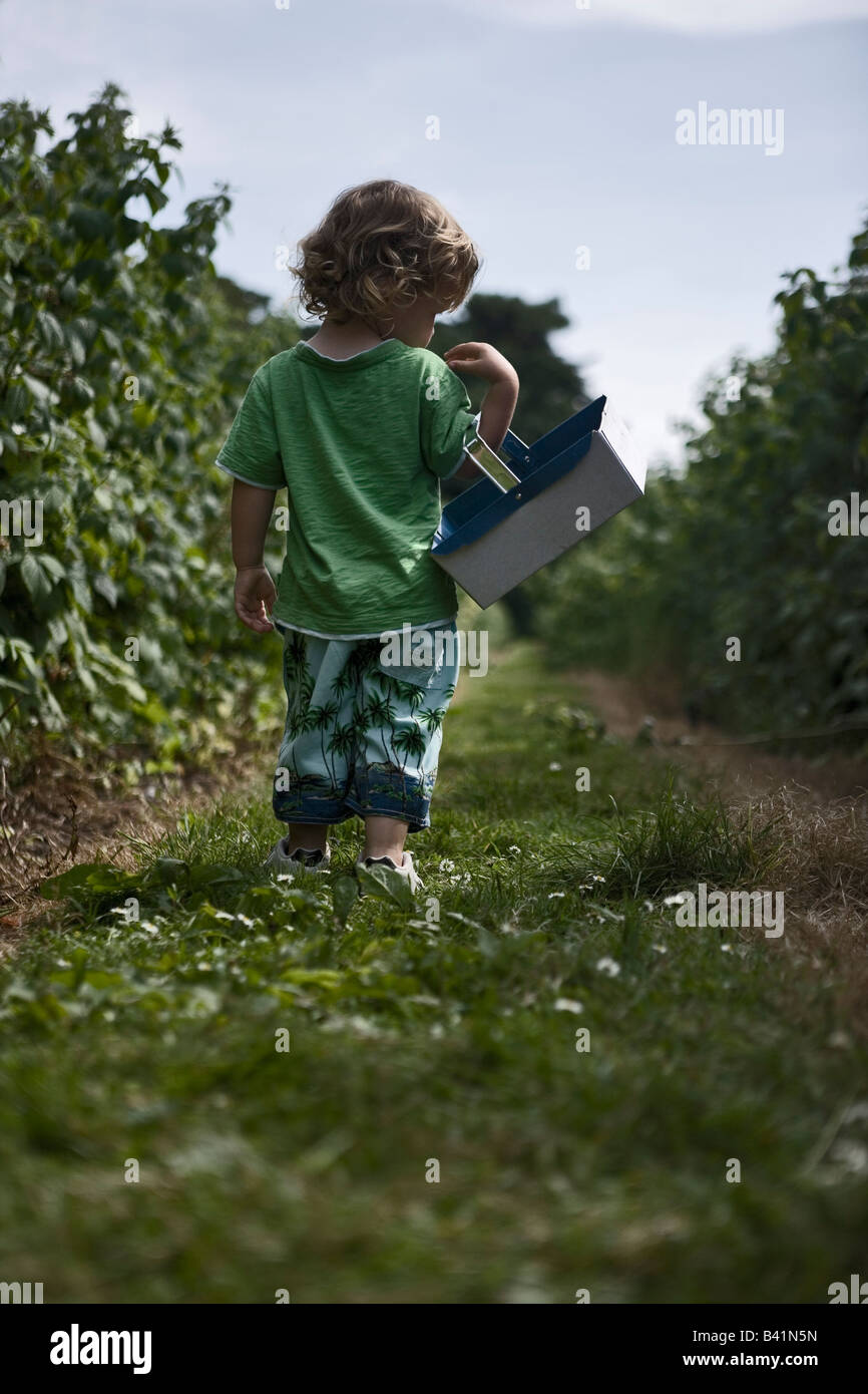 Young boy picking raspberries on pick-your-own farm Stock Photo - Alamy