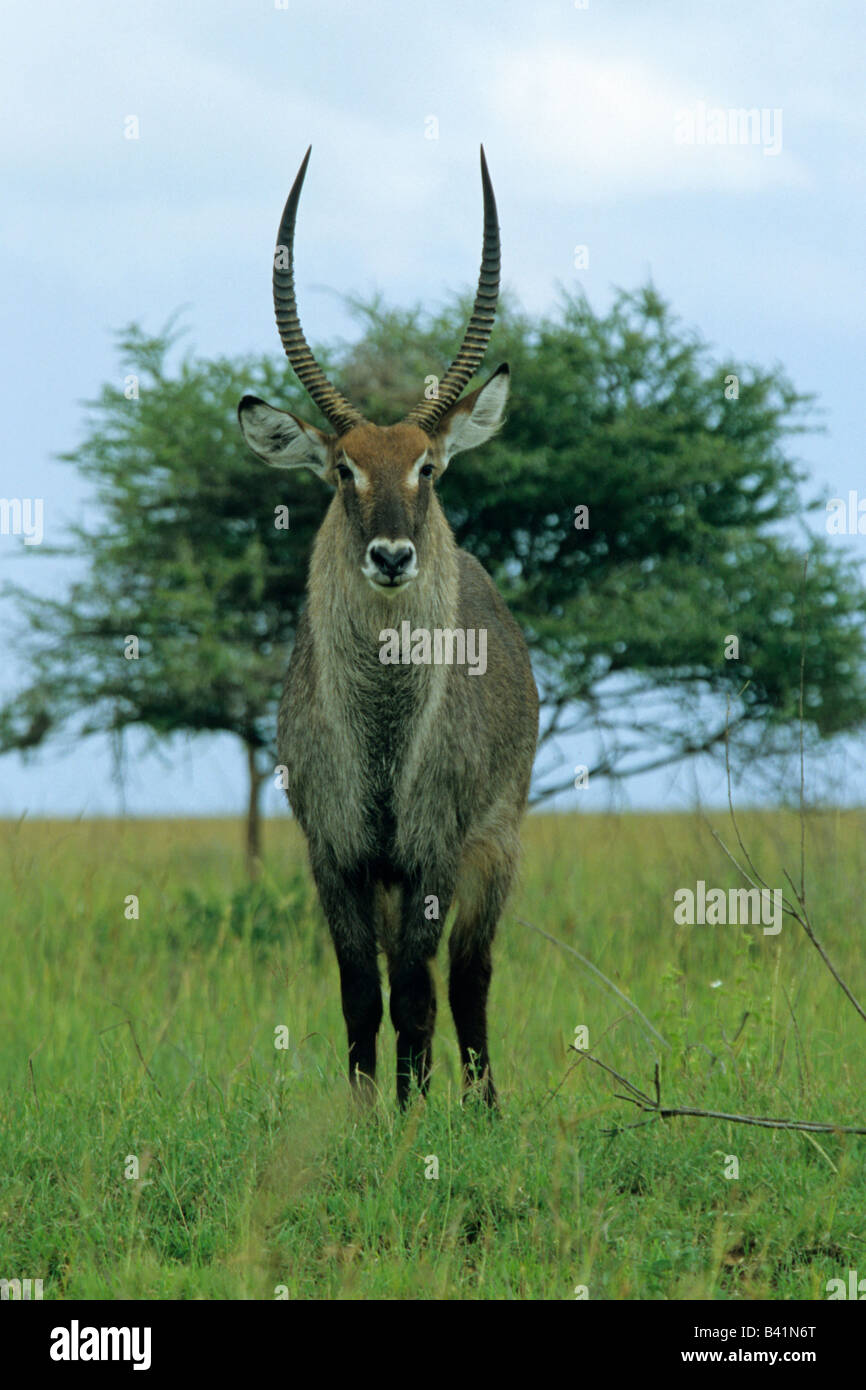 Waterbuck standing on grass hi-res stock photography and images - Alamy
