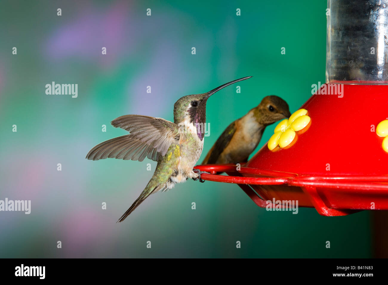 Lucifer Hummingbird Calothorax lucifer Hereford Arizona United States ...