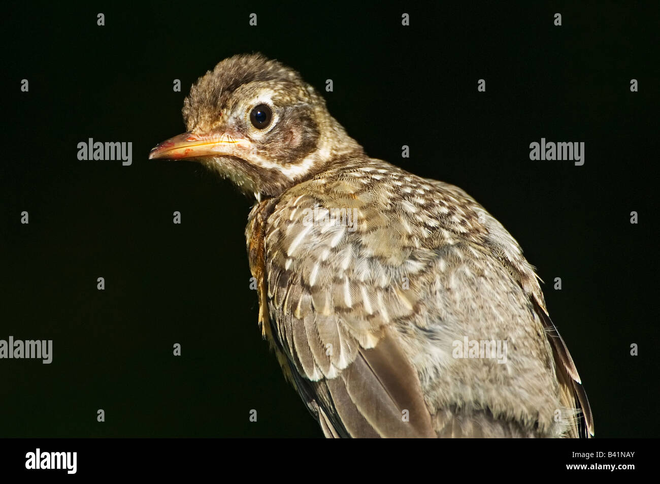 Fledgling robin hi-res stock photography and images - Alamy