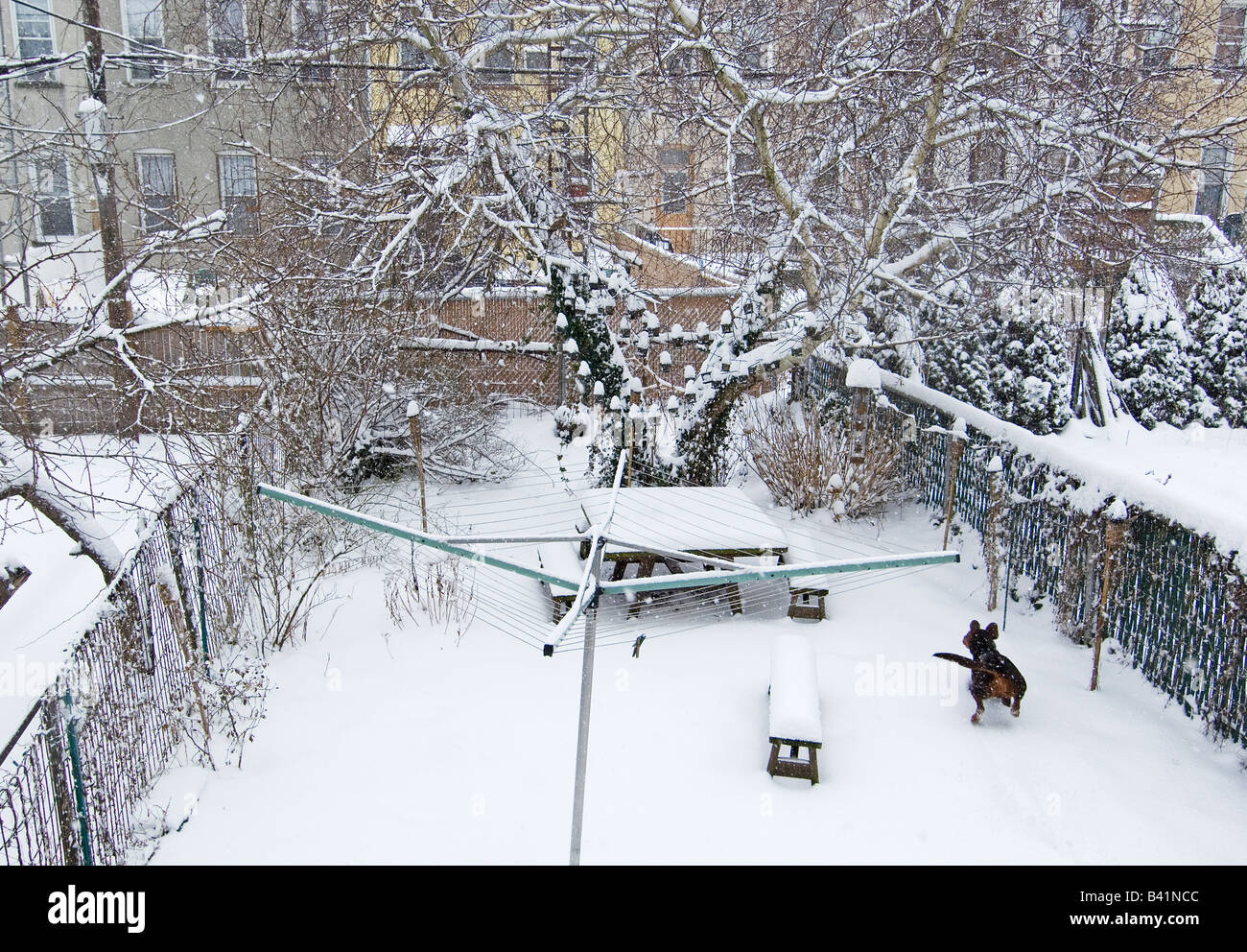 Snowy back yard with dog Stock Photo - Alamy