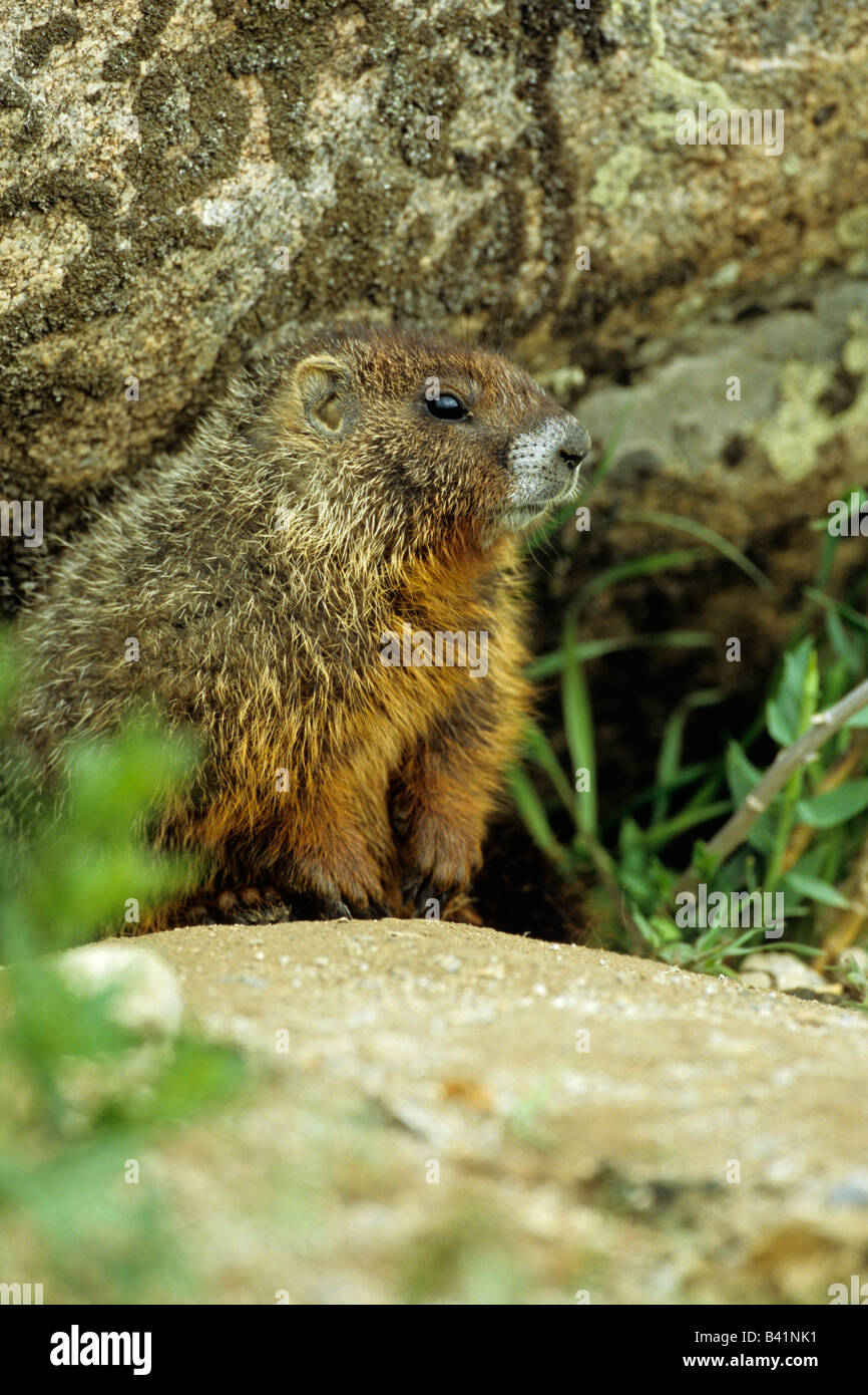Yellow Bellied Marmot Marmota flaviventris sitting on a rock outside ...