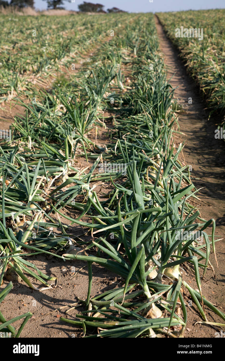 Onions growing in field Stock Photo - Alamy