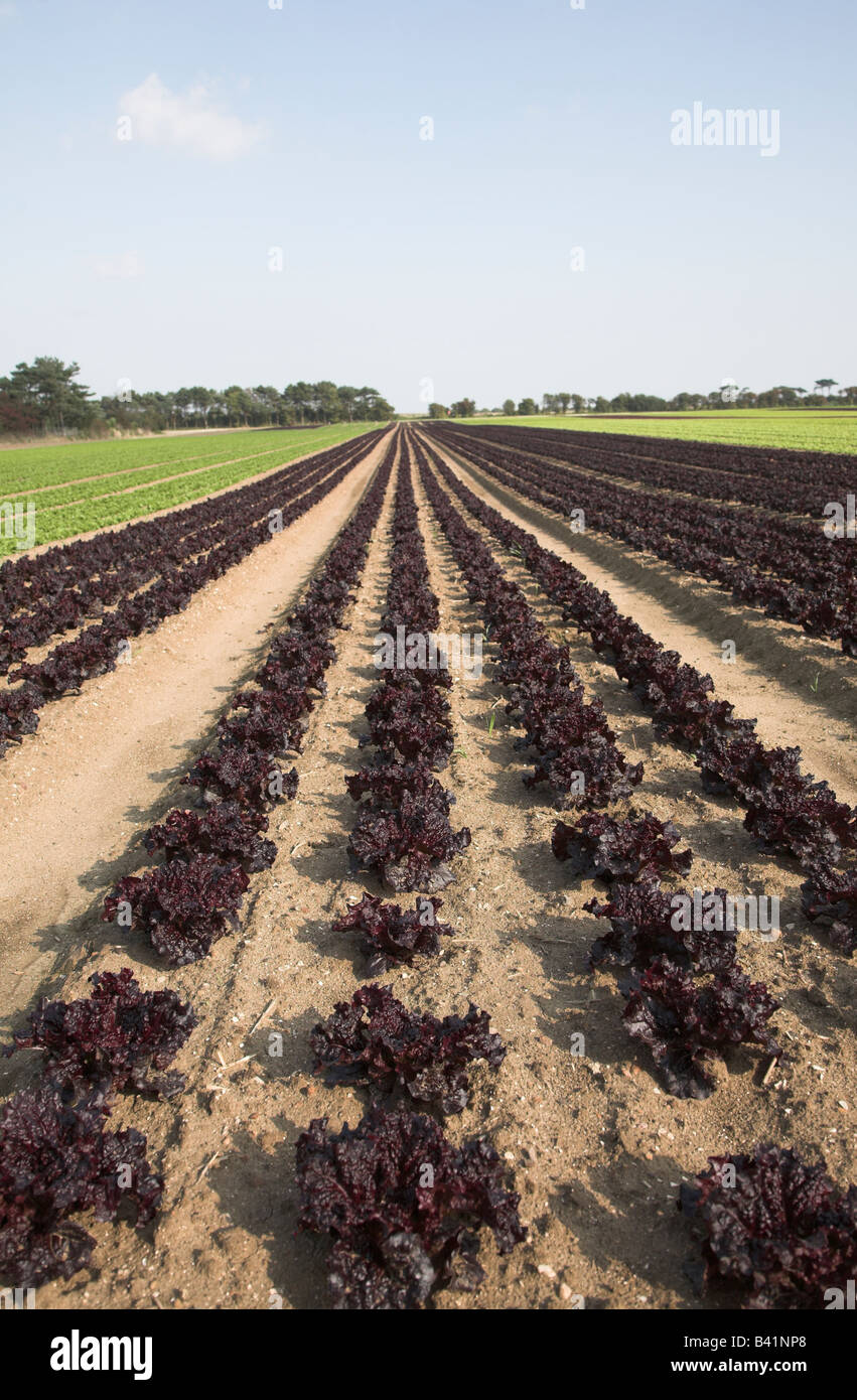 Rows of red and green lettuce plants growing in a field Stock Photo - Alamy