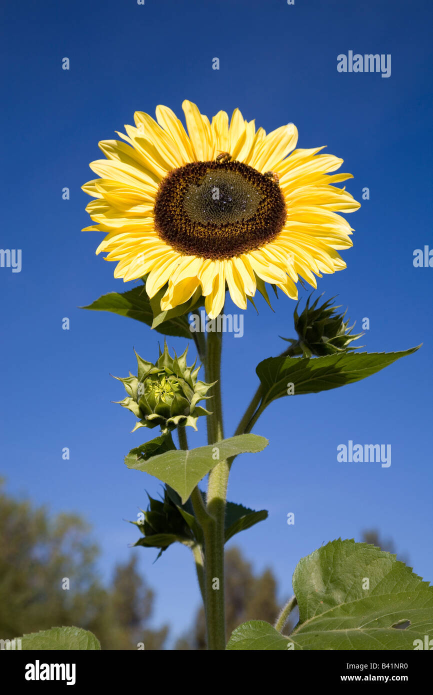 Giant wild sunflower hi-res stock photography and images - Alamy