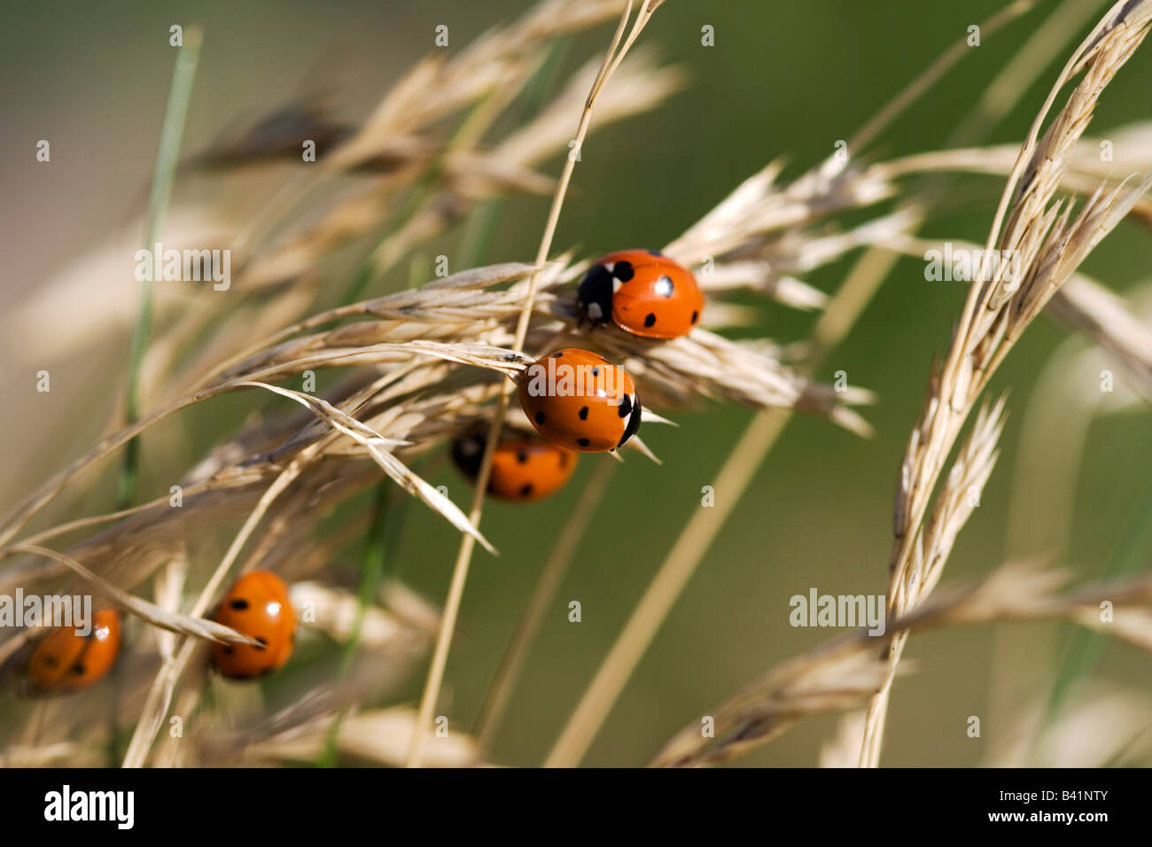 Ladybird on straw hi-res stock photography and images - Alamy
