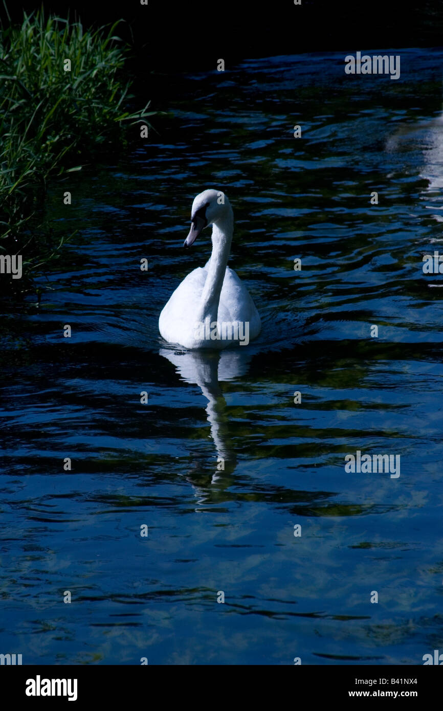 Swan in blue water Stock Photo - Alamy