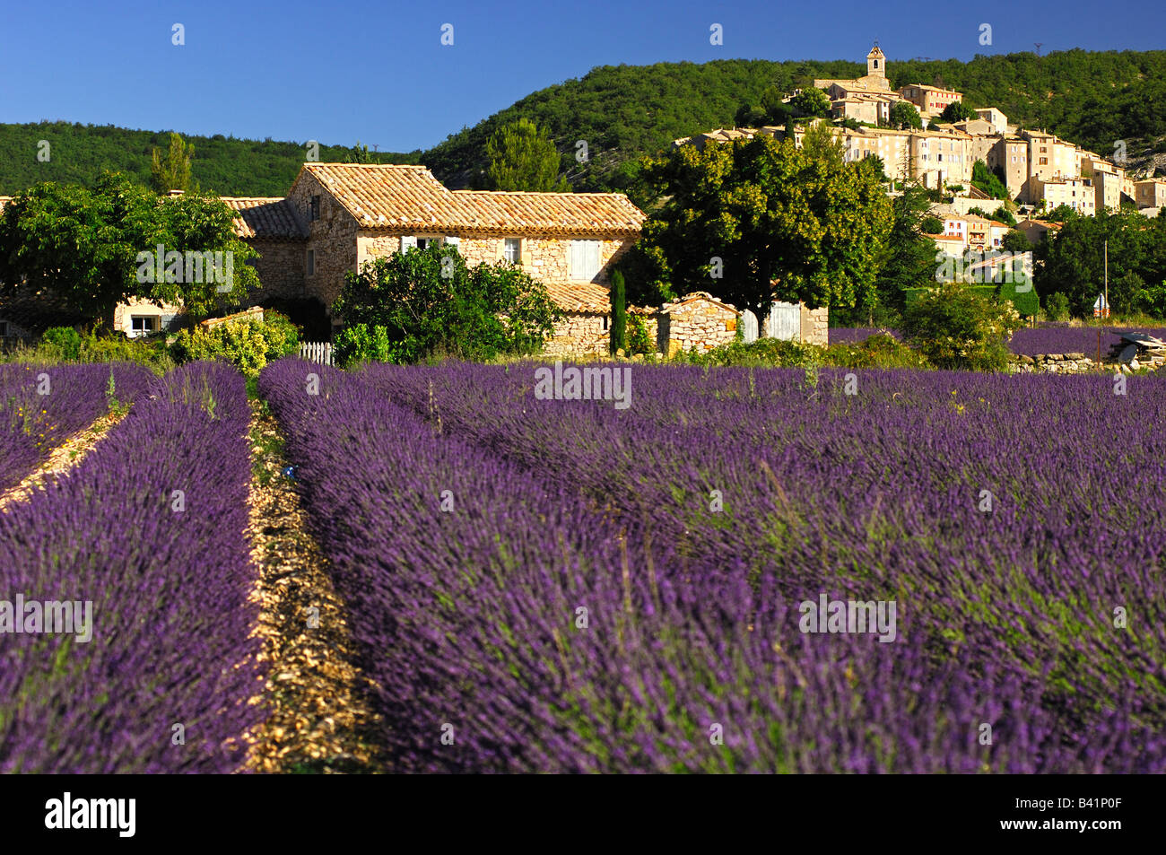 The village of Banon on a hill above fields of blossoming Lavender in ...