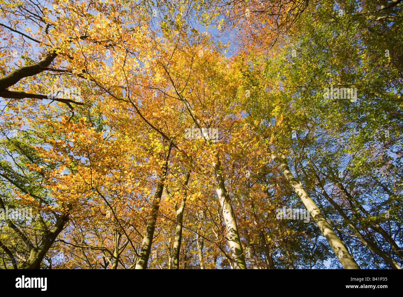 Woods in the derbyshire hi-res stock photography and images - Alamy