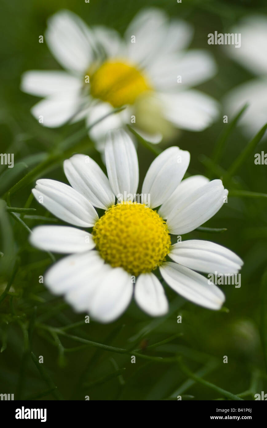 Wild chamomille hi-res stock photography and images - Alamy