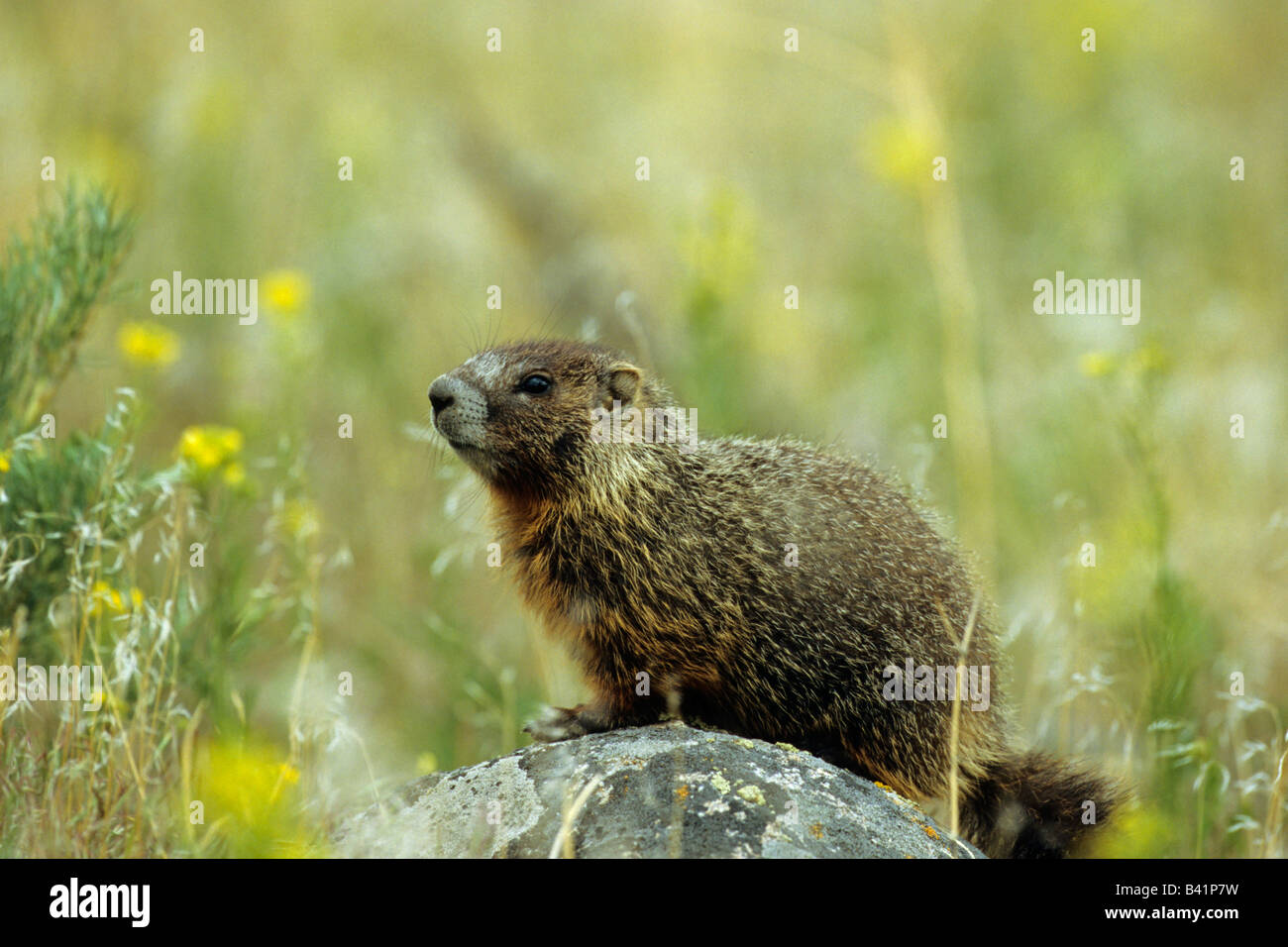 Yellow Bellied Marmot Marmota flaviventris young sitting on a rock in ...