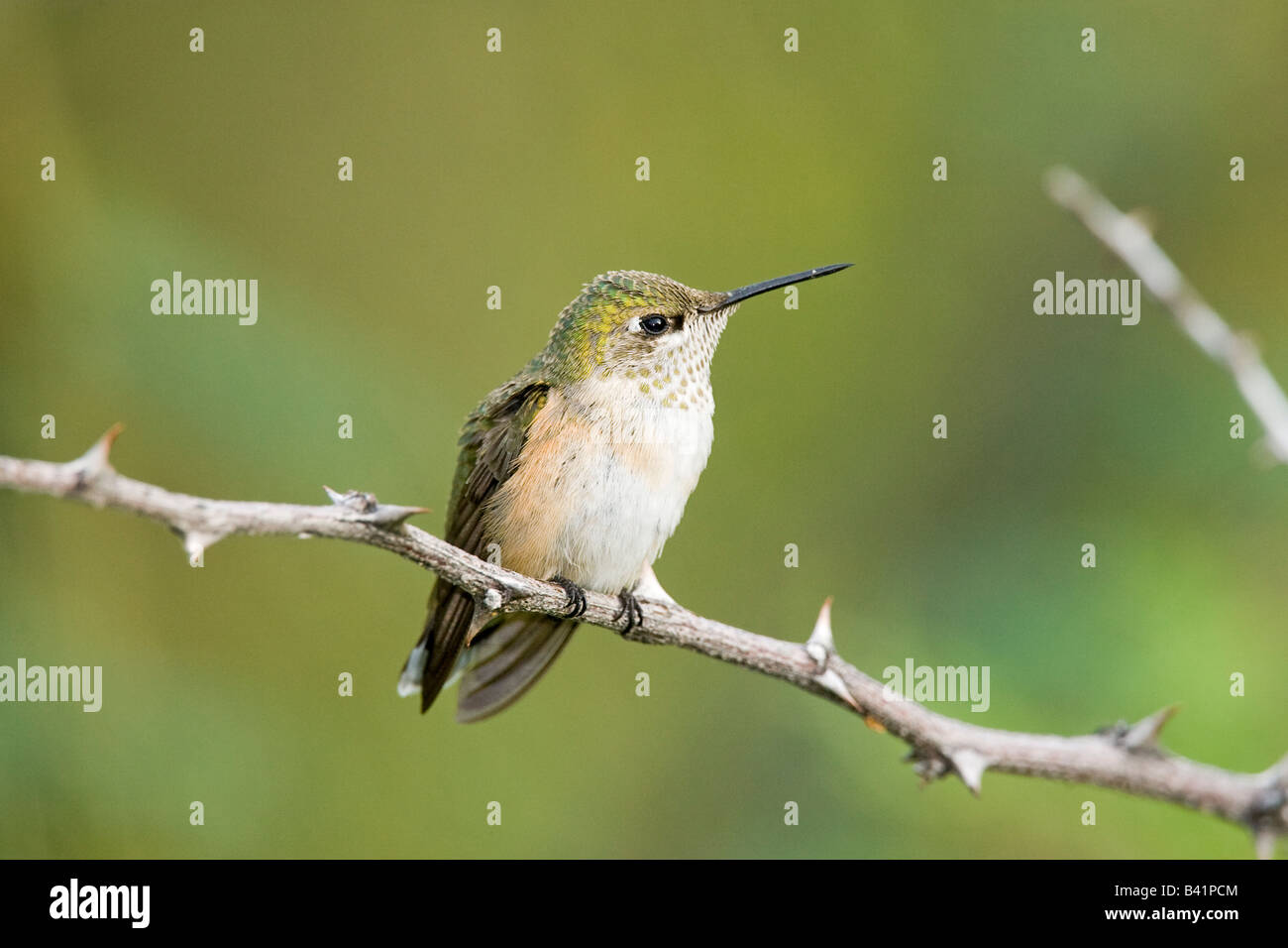 Calliope Hummingbird Stellula calliope Stock Photo - Alamy