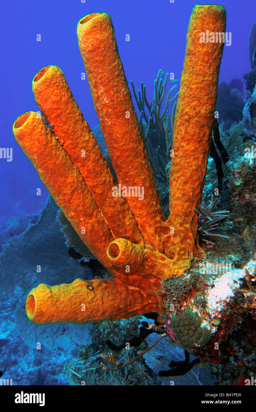 Underwater shot of a large sponge coral Stock Photo - Alamy