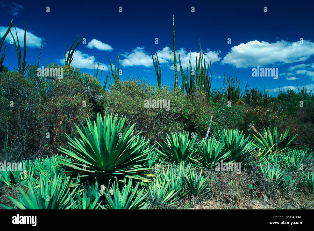 Dry Forest with agave plants Madagascar Africa Stock Photo - Alamy