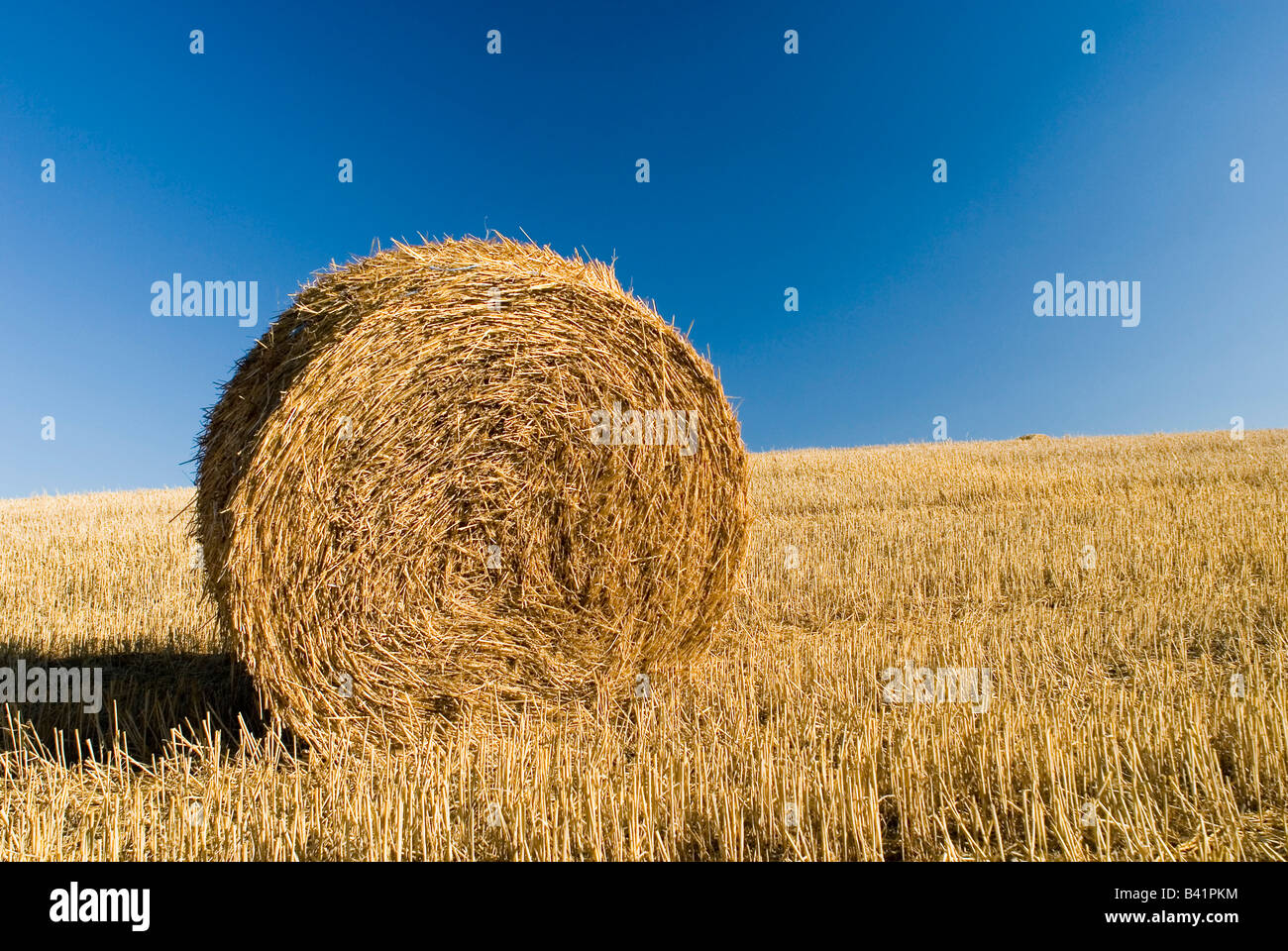 Straw ball on the field Stock Photo - Alamy