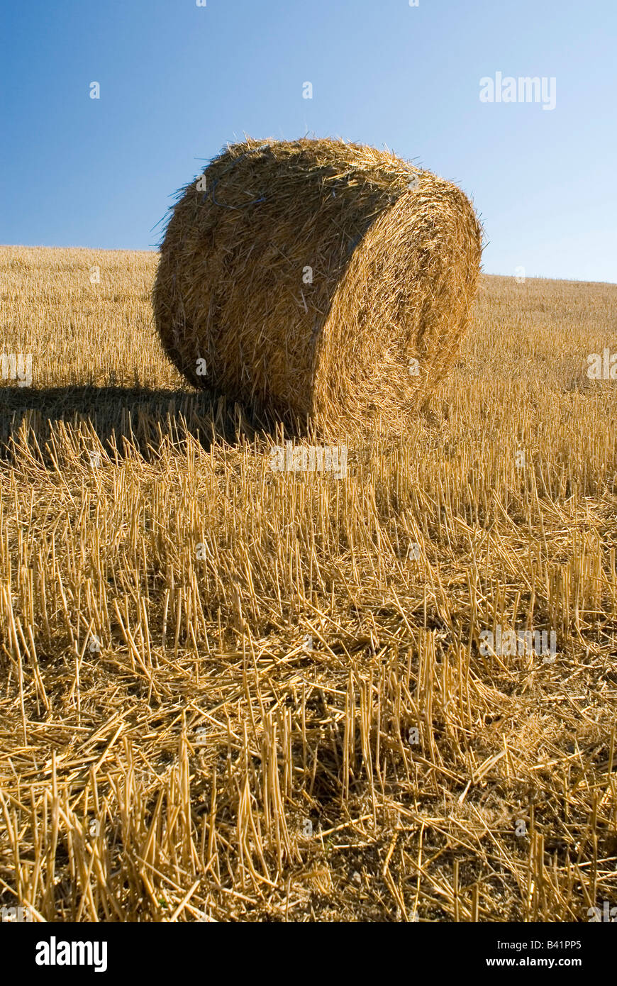Straw ball on the field Stock Photo - Alamy
