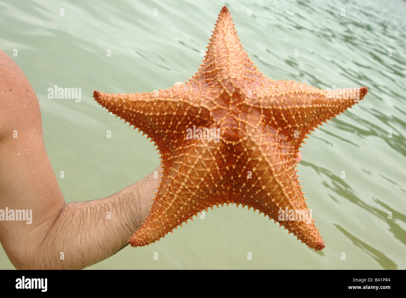 A man holding a starfish Stock Photo - Alamy