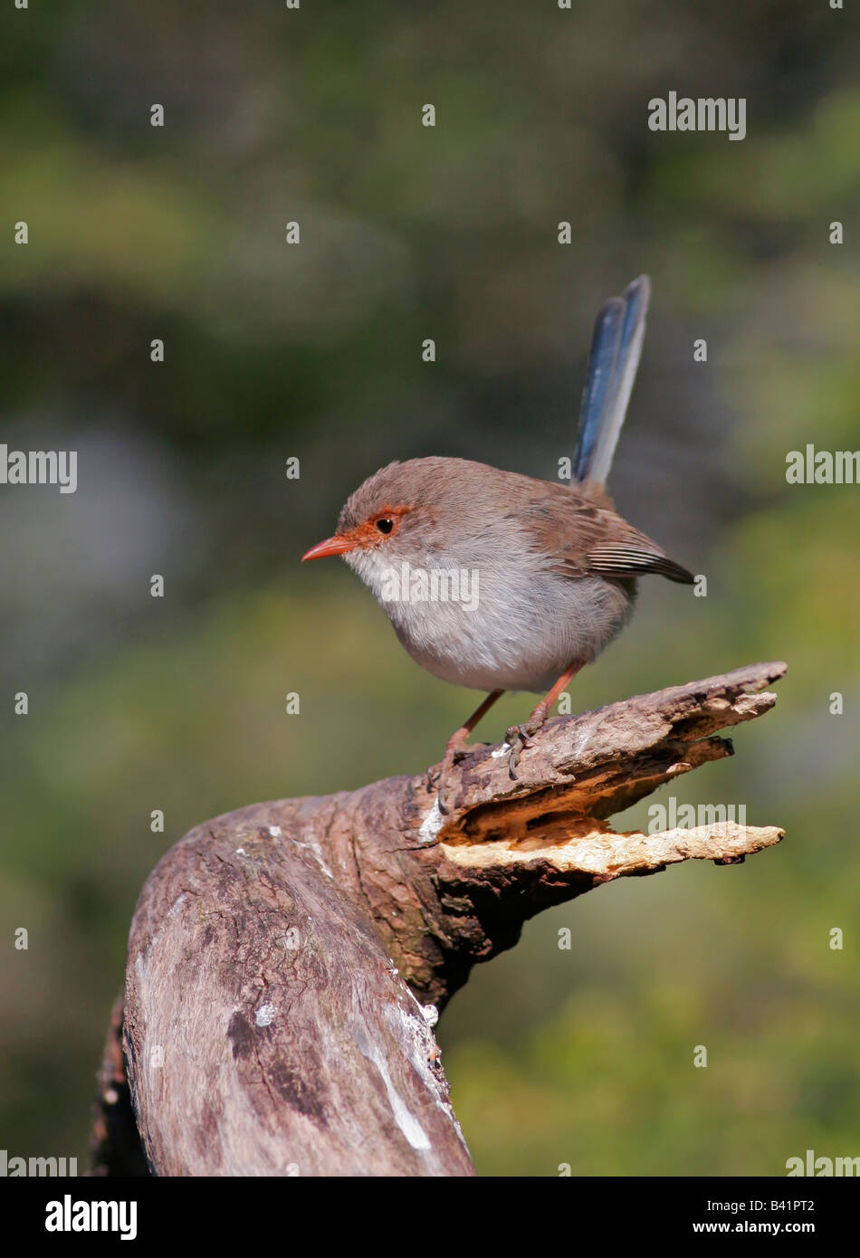 Wren markings hi-res stock photography and images - Alamy