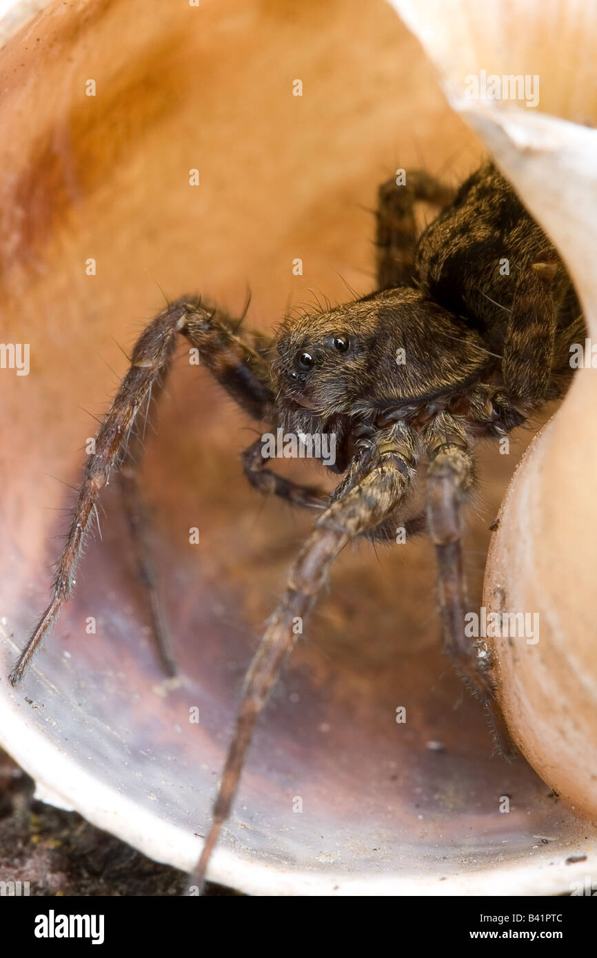 Close up photo of a spider inside an empty snail shell Stock Photo - Alamy