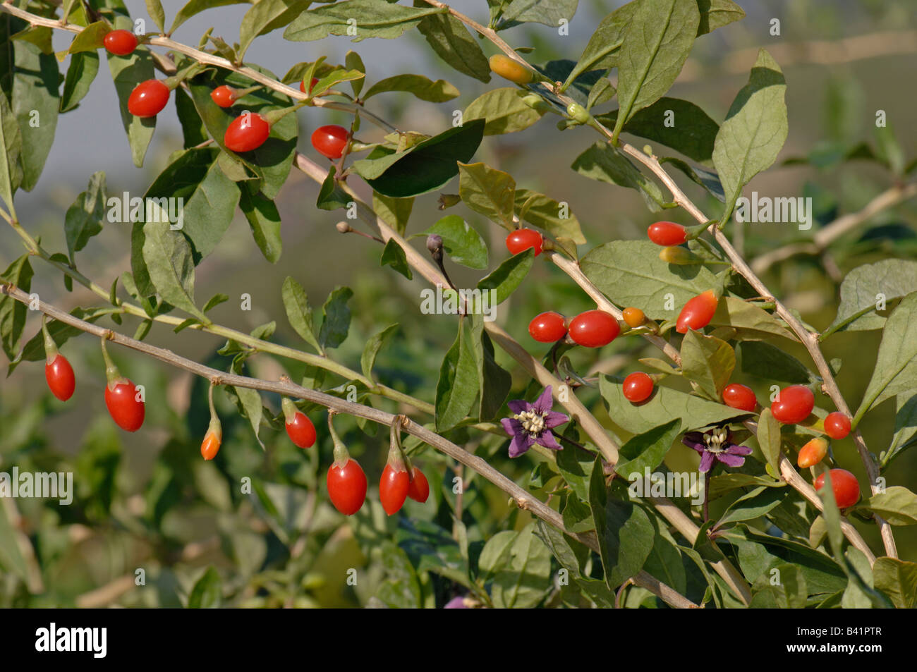 Boxthorn, Chinese Wolfberry (Lycium barbarum), twig with fruit and ...