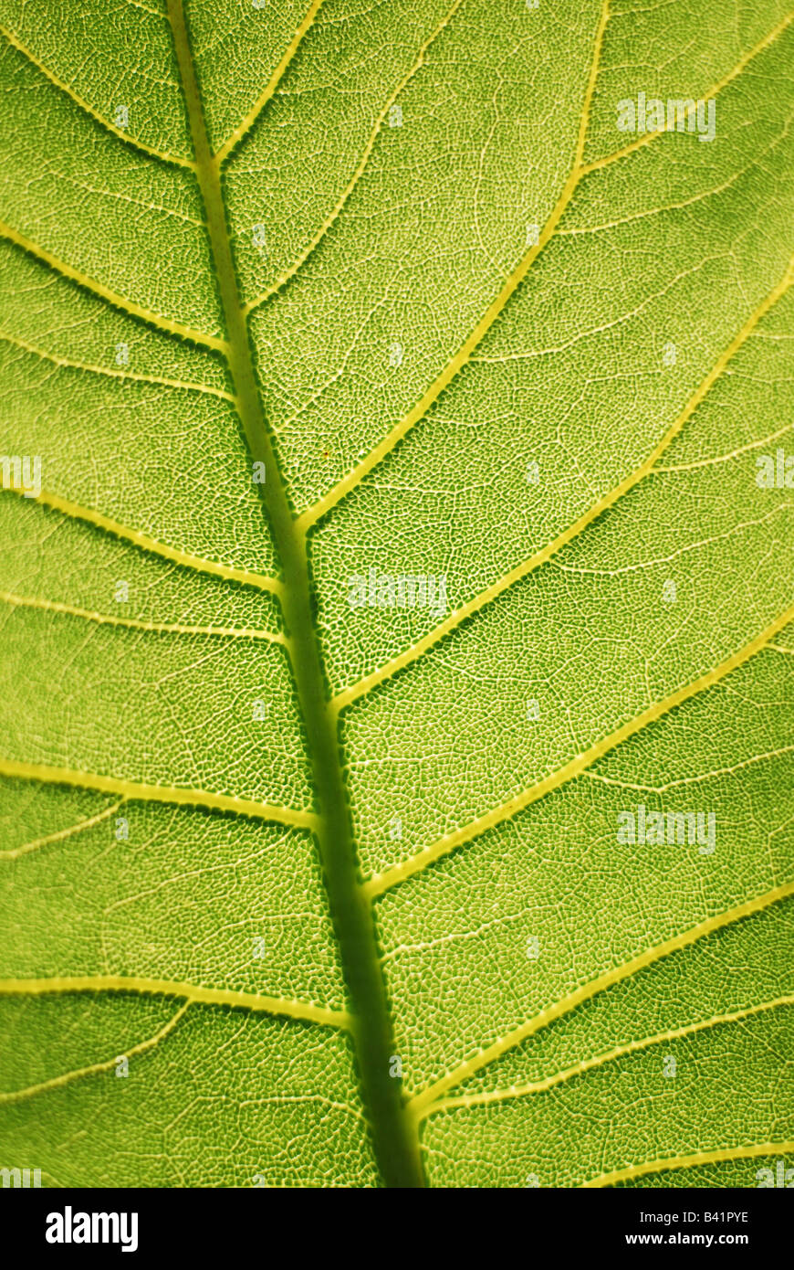 Dock leaf hi-res stock photography and images - Alamy