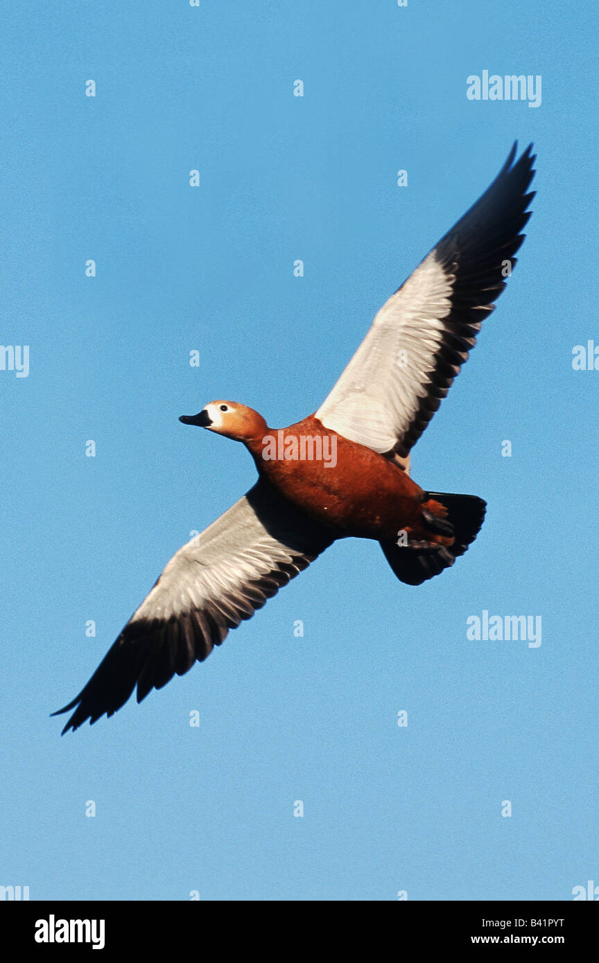Ruddy Shelduck Tadorna ferruginea adult in flight Switzerland Stock ...