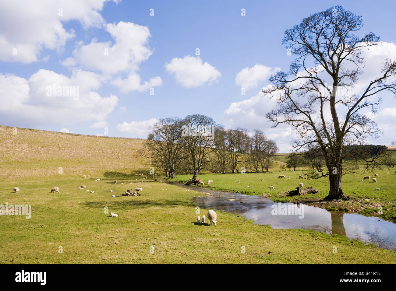 Sheep and spring lambs grazing on the Cotswolds beside the infant River ...
