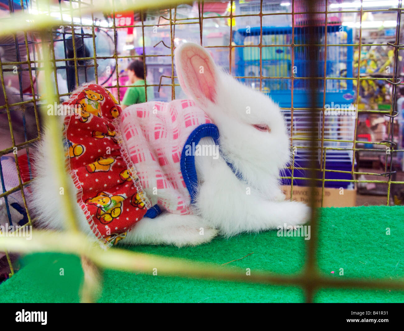 Thailand bunny rabbit hi-res stock photography and images - Alamy