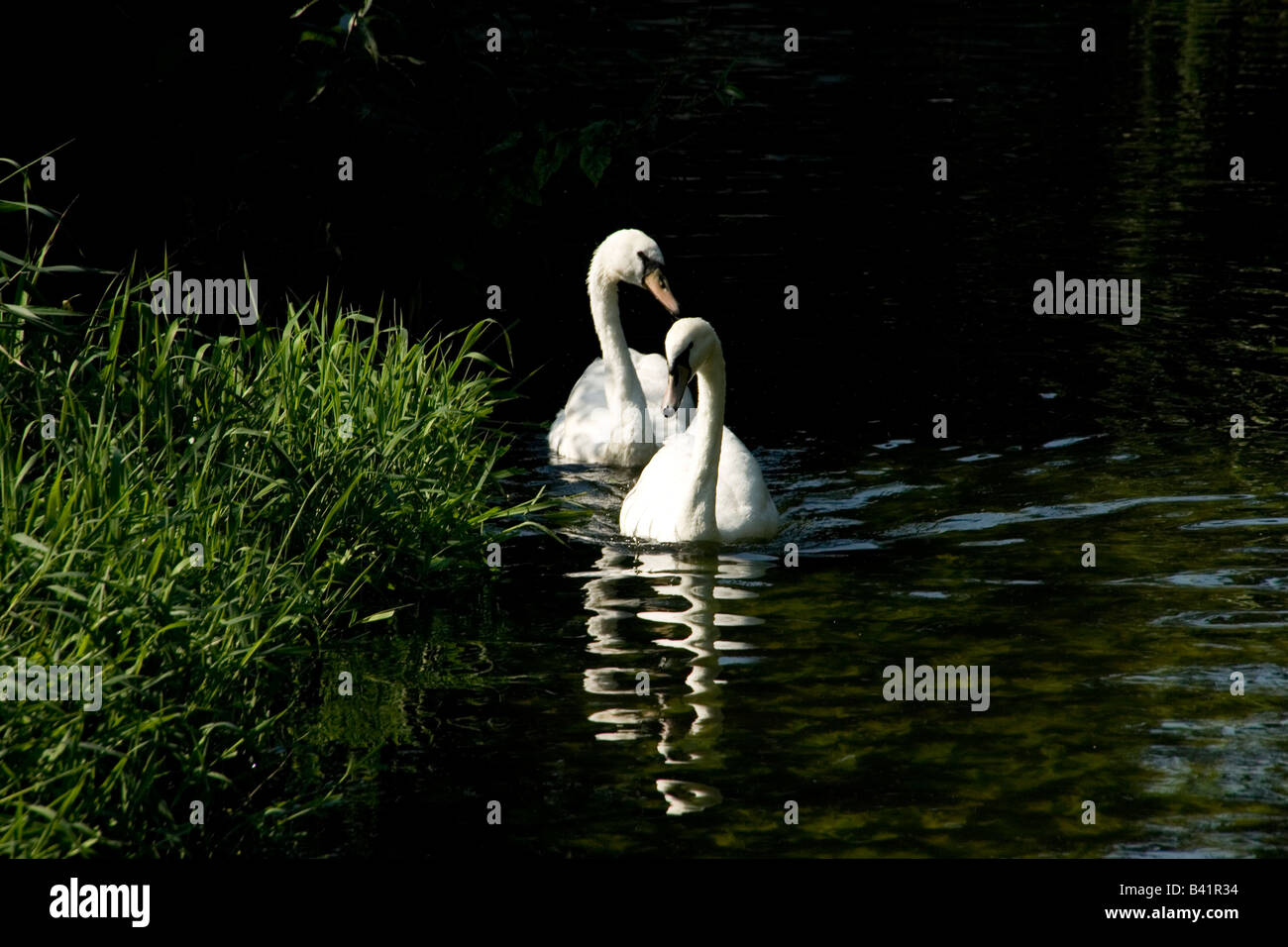 Swans in blue water Stock Photo - Alamy