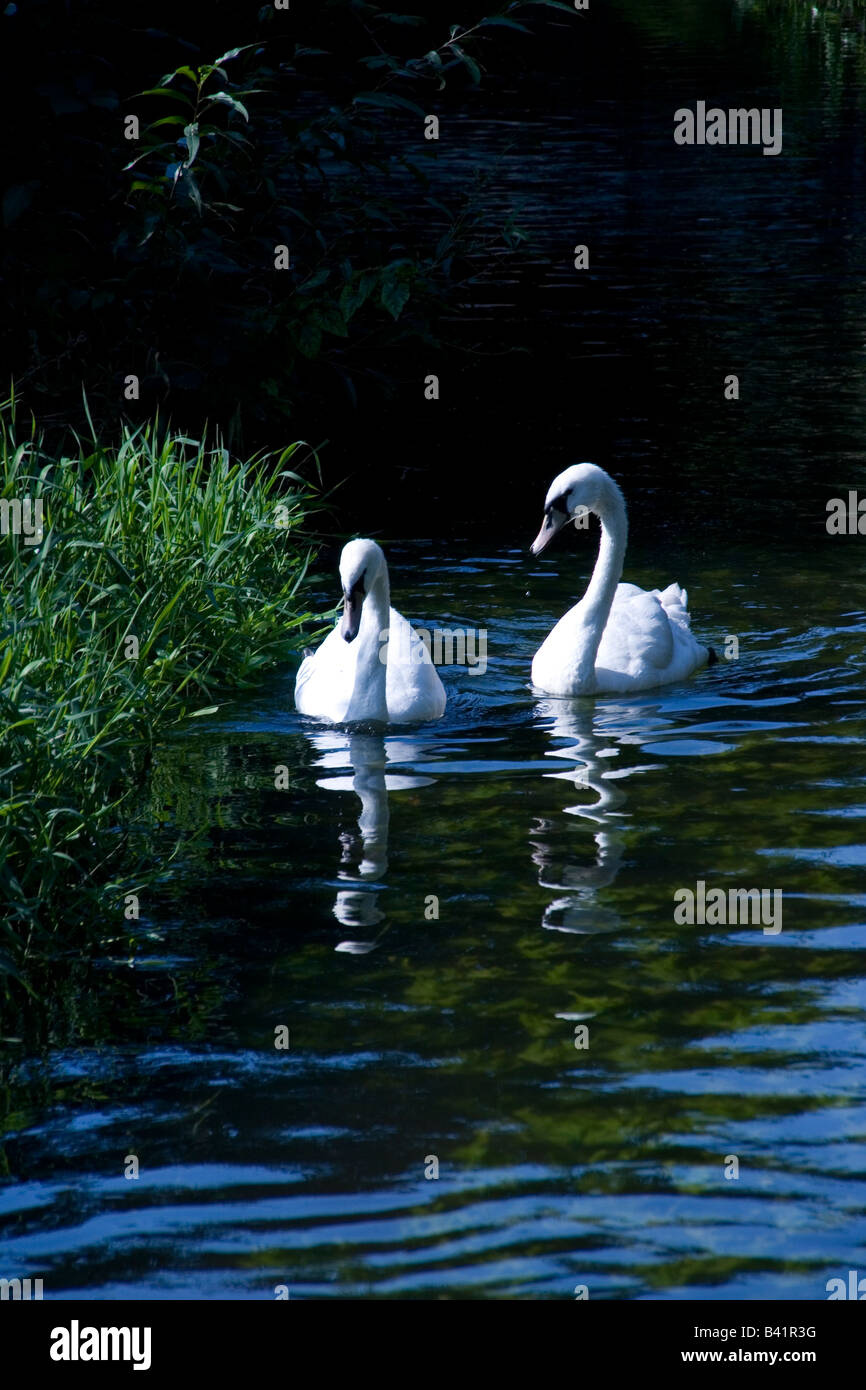 Swans in blue water Stock Photo - Alamy