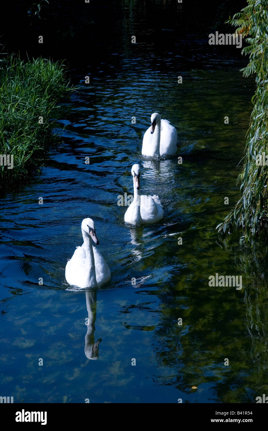 Swans in blue water Stock Photo - Alamy