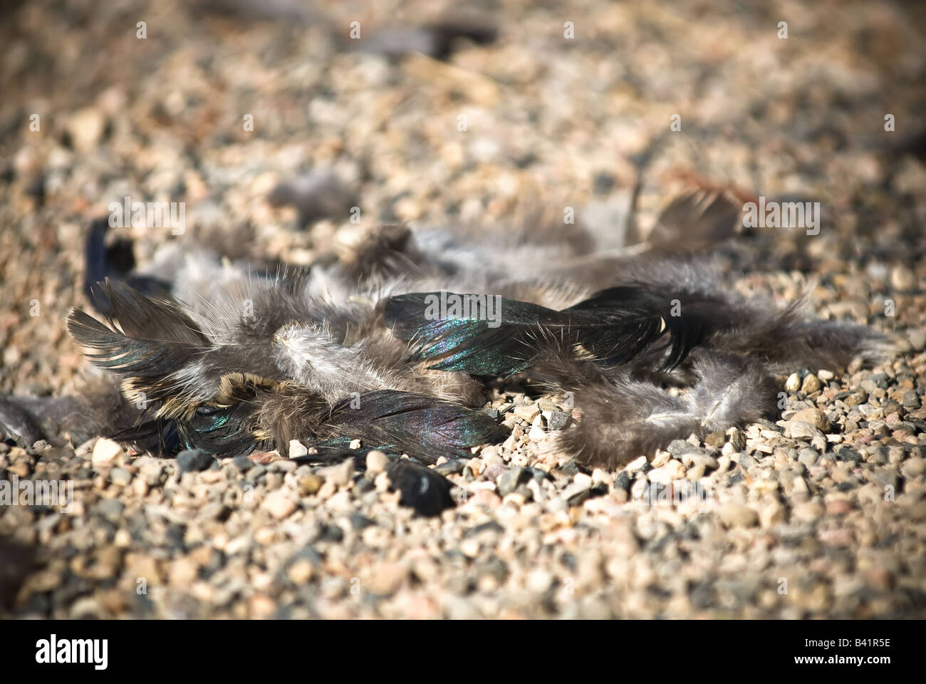 Feathered remains hi-res stock photography and images - Alamy