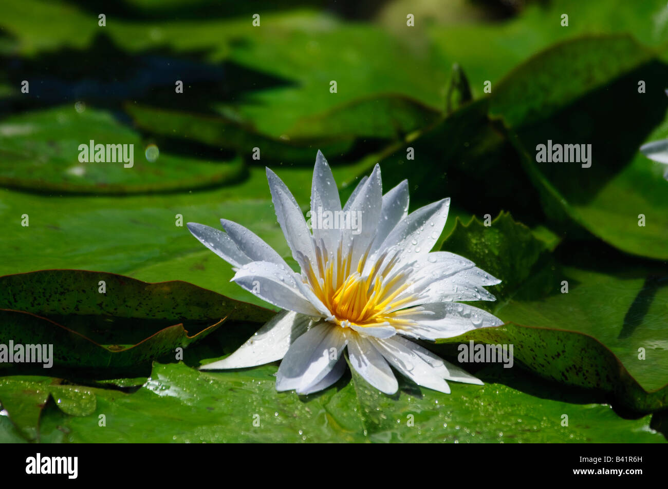 Single white flower on the water lily Victoria Amazonica Stock Photo ...