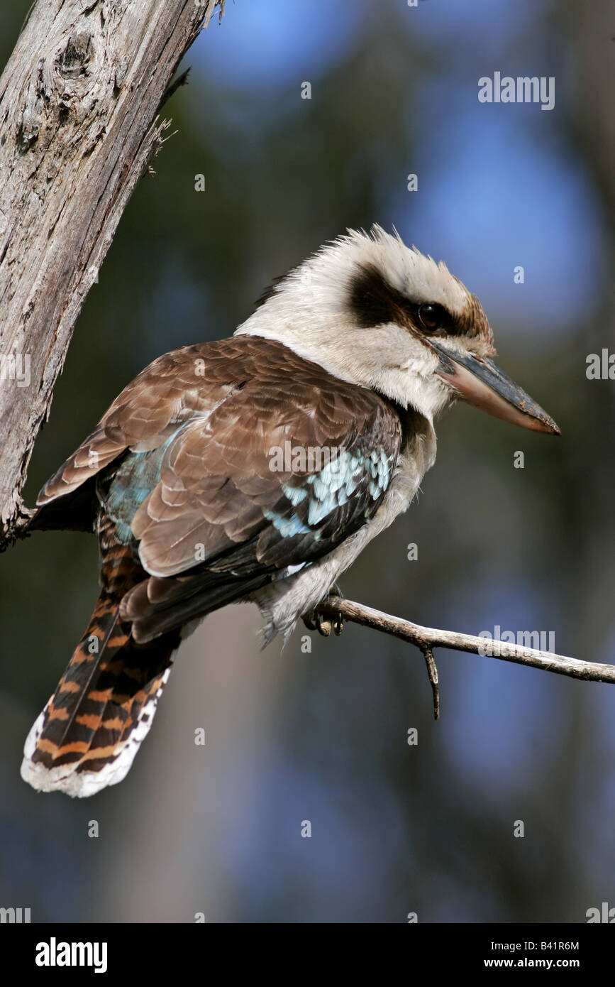 Kookaburra reserve hi-res stock photography and images - Alamy