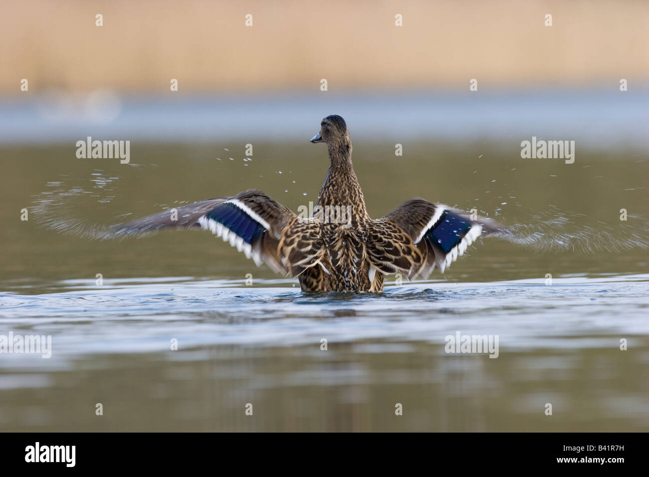 Water flick hi-res stock photography and images - Alamy