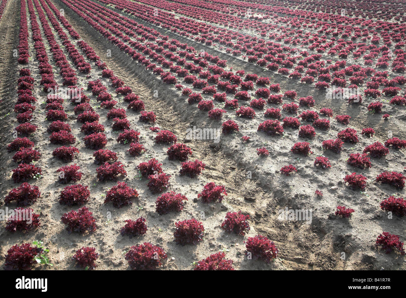 Rows of red lettuce plants growing in a field Stock Photo - Alamy