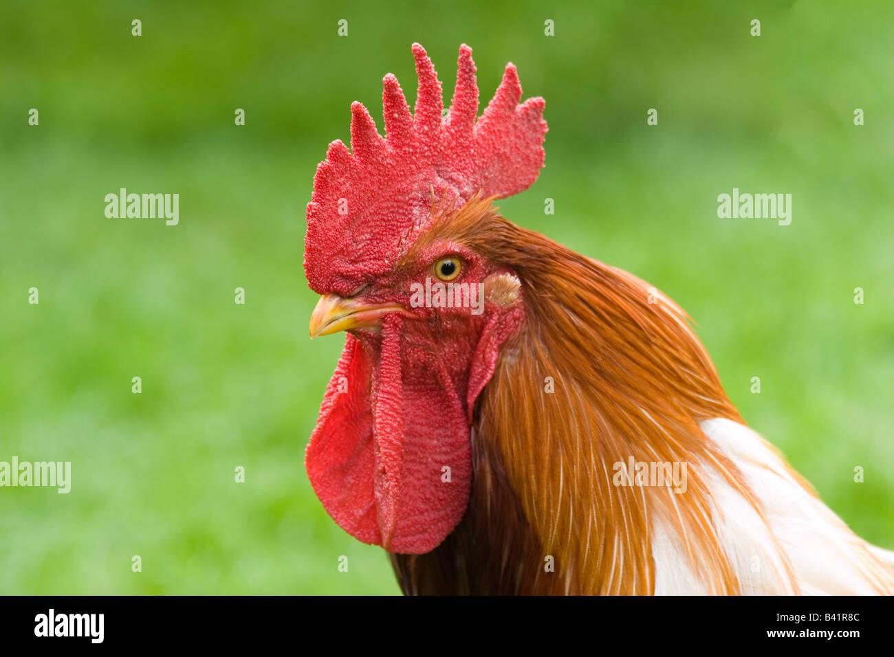 A close up of a cockerel Stock Photo - Alamy